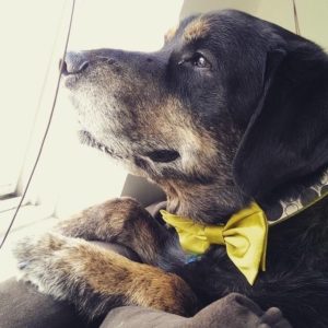 The Story Behind The Fuzzbucket – Heart To Home Veterinary Services